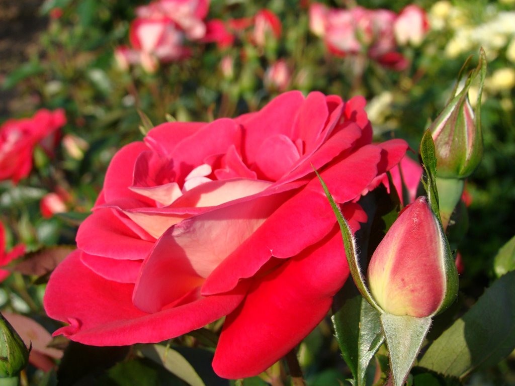 Caramba | Růže Pelcovi